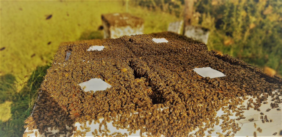 The Mite Fright (and Fight). | Ebert Honey Store