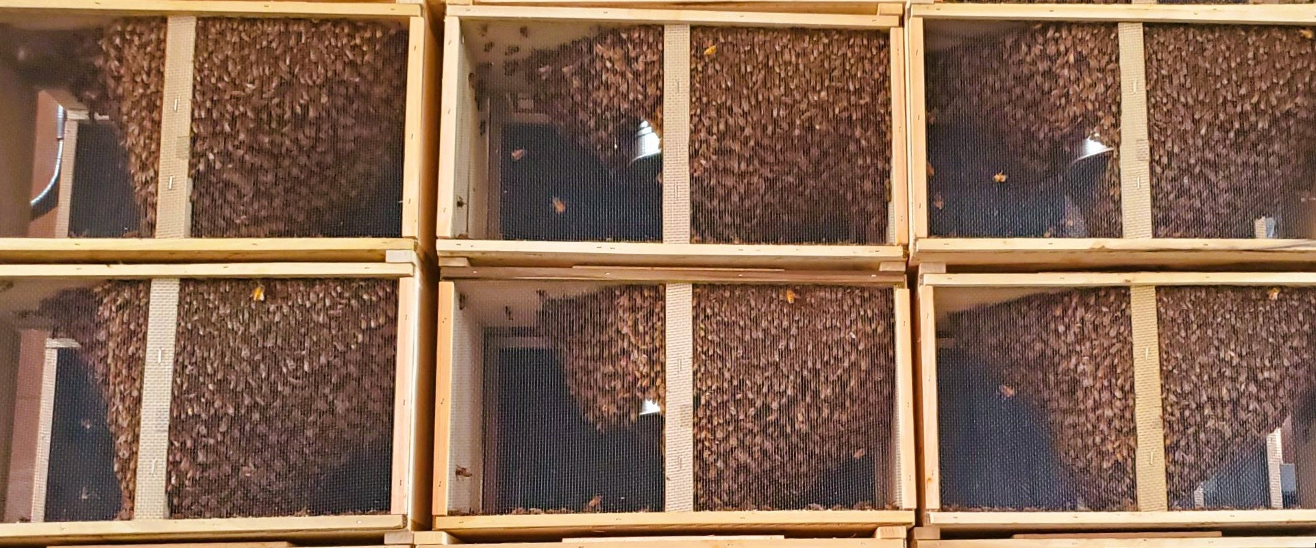 Package Bees - Honeybee Nucs - Single-Deep Hives - Online Store | Hobby ...