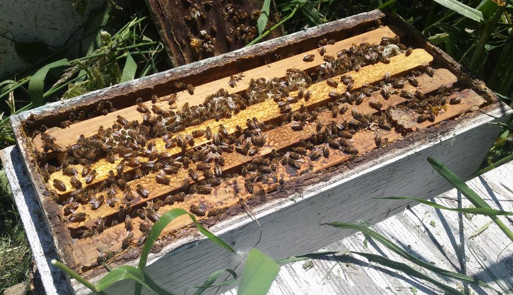 Package Bees - Honeybee Nucs - Single-Deep Hives - Online Store | Hobby ...