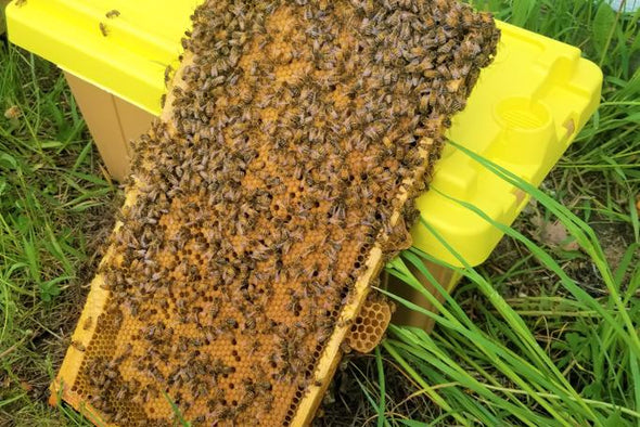 Package Bees - Honeybee Nucs - Single-Deep Hives - Online Store | Hobby ...